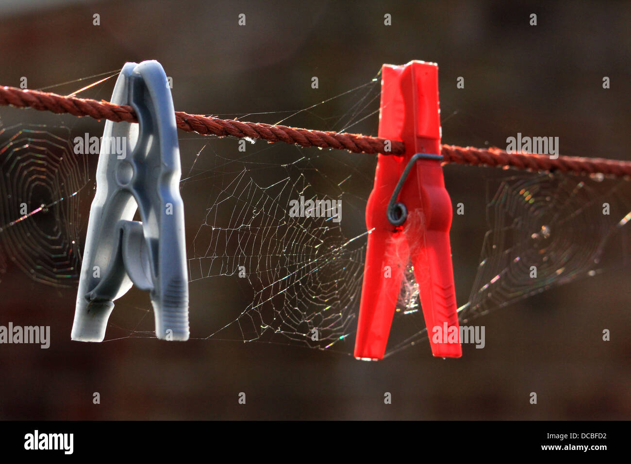 Clothes pegs on washing line with cobweb Stock Photo - Alamy