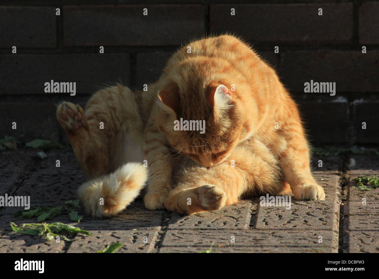 Ginger cat grooming on garden path Stock Photo - Alamy