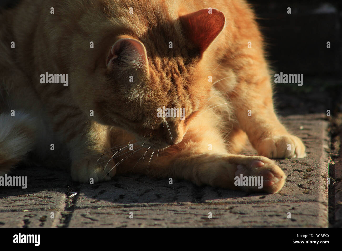 Ginger cat grooming on garden path Stock Photo - Alamy