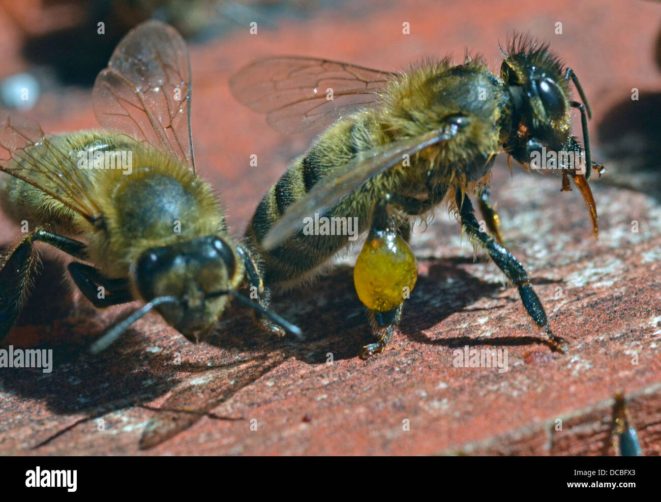 honey bee clean proboscis Stock Photo - Alamy