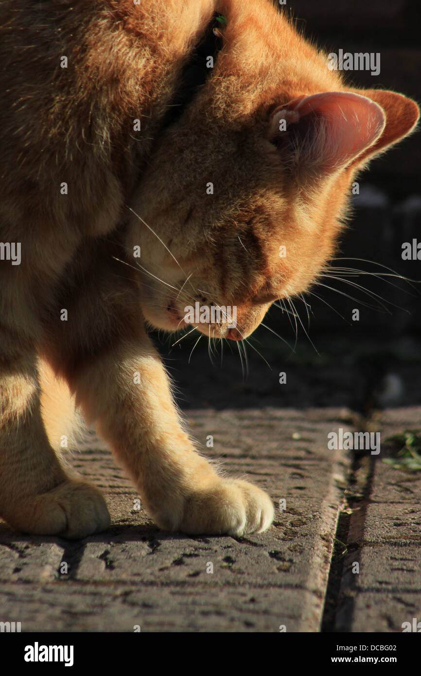 Ginger cat grooming on garden path Stock Photo - Alamy