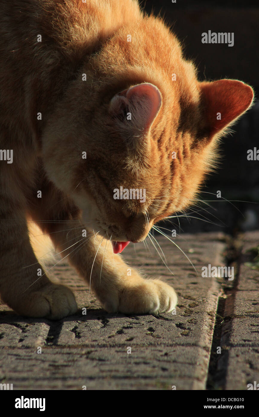 Ginger cat grooming on garden path Stock Photo - Alamy