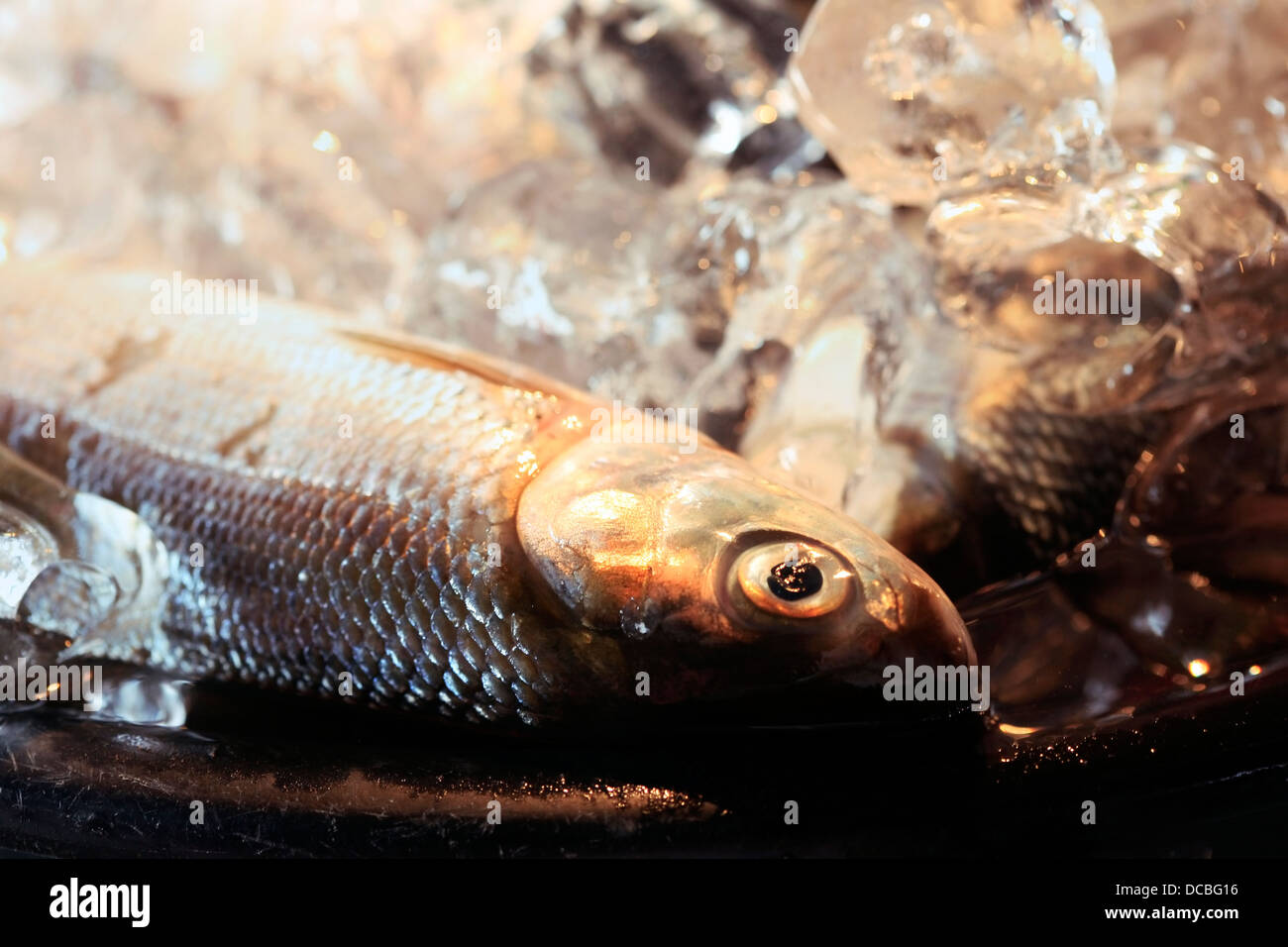 Frozen fish label hi-res stock photography and images - Alamy