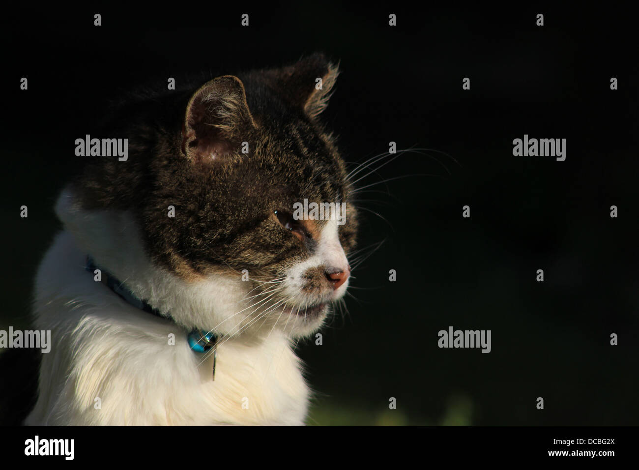 Portrait of tabby cat Stock Photo - Alamy