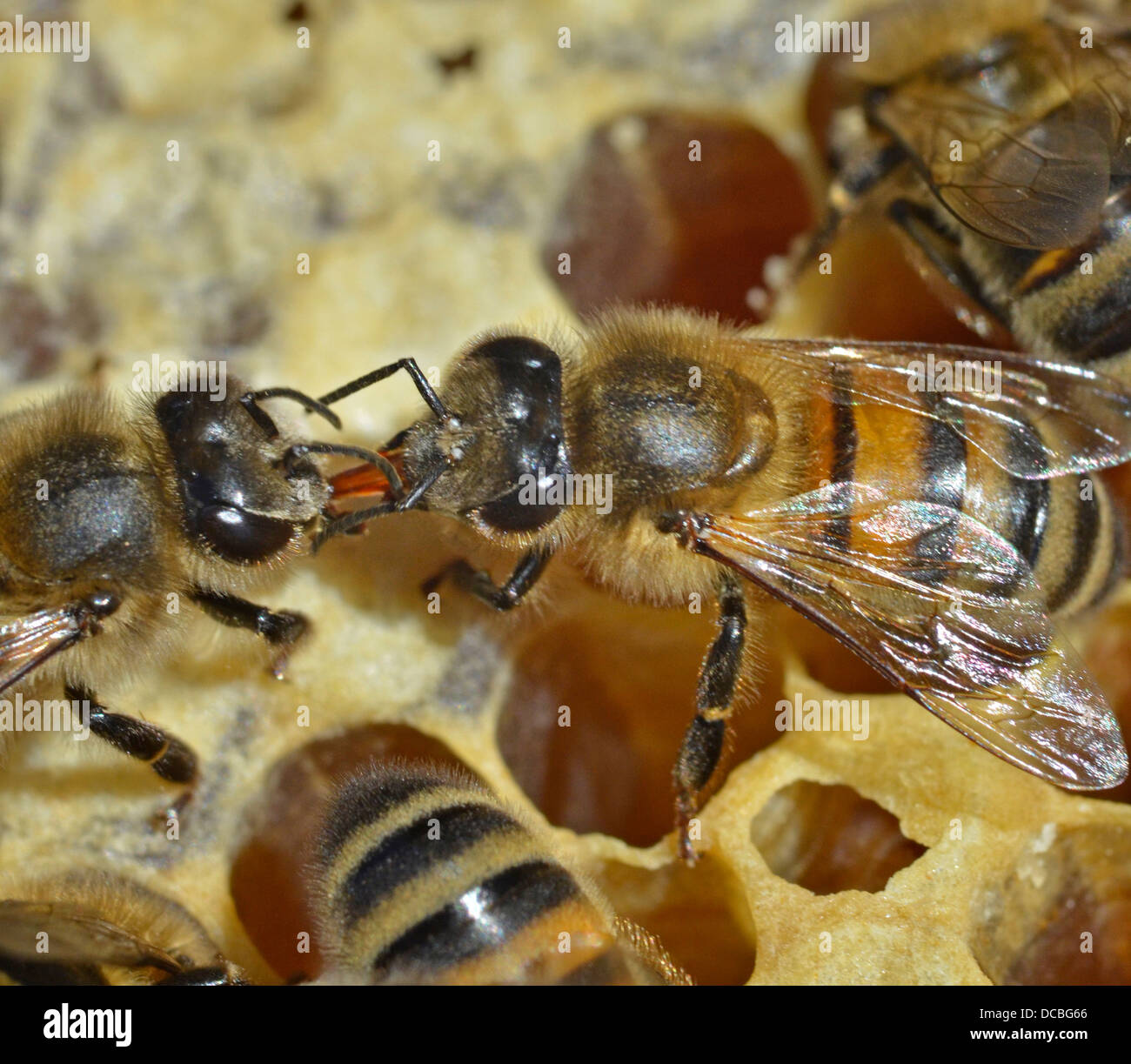 Worker honey bees hi-res stock photography and images - Alamy