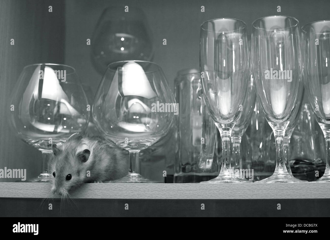 Full cheeks rodent hi-res stock photography and images - Alamy