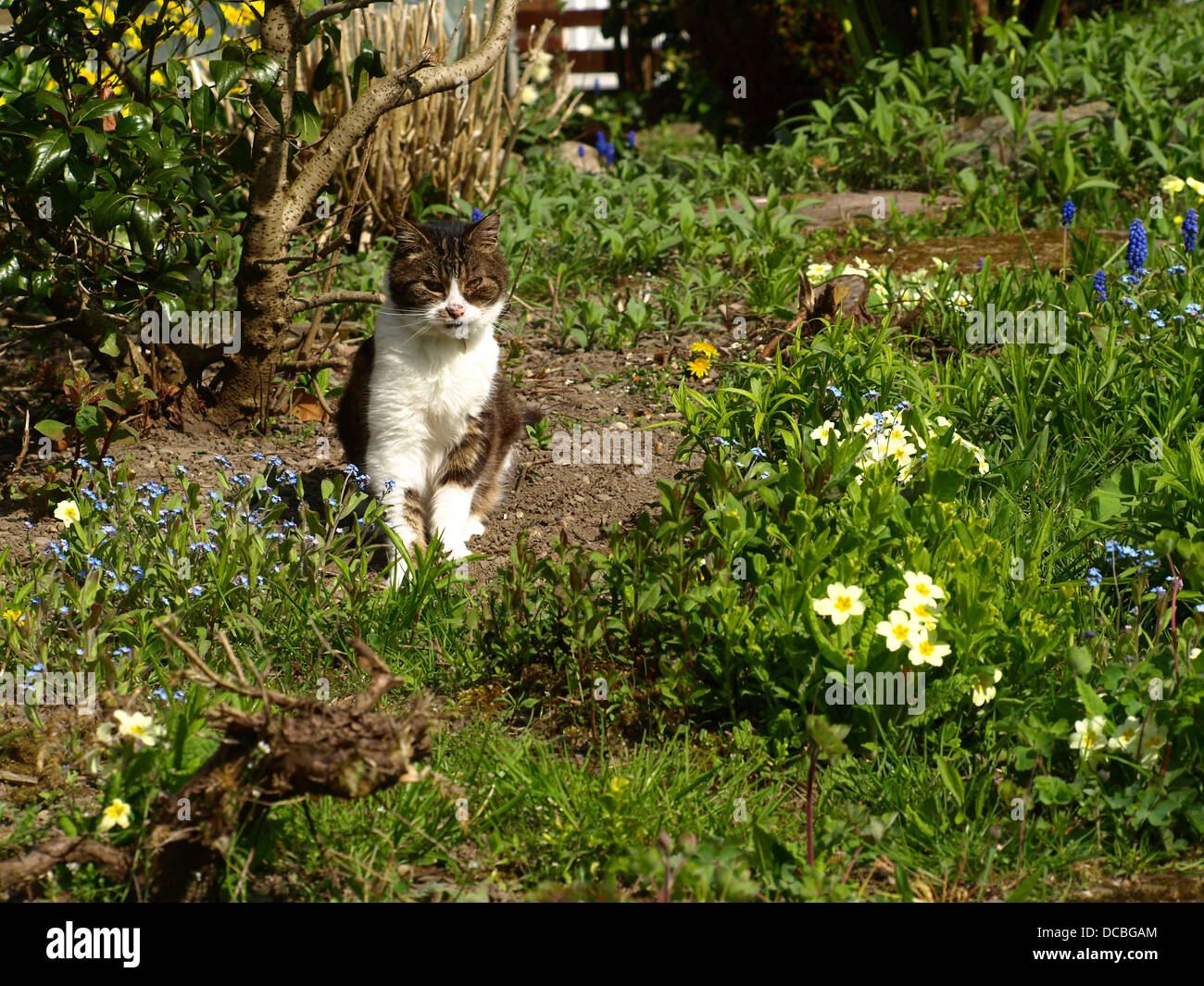 Tabby cat in garden with flowers Stock Photo - Alamy