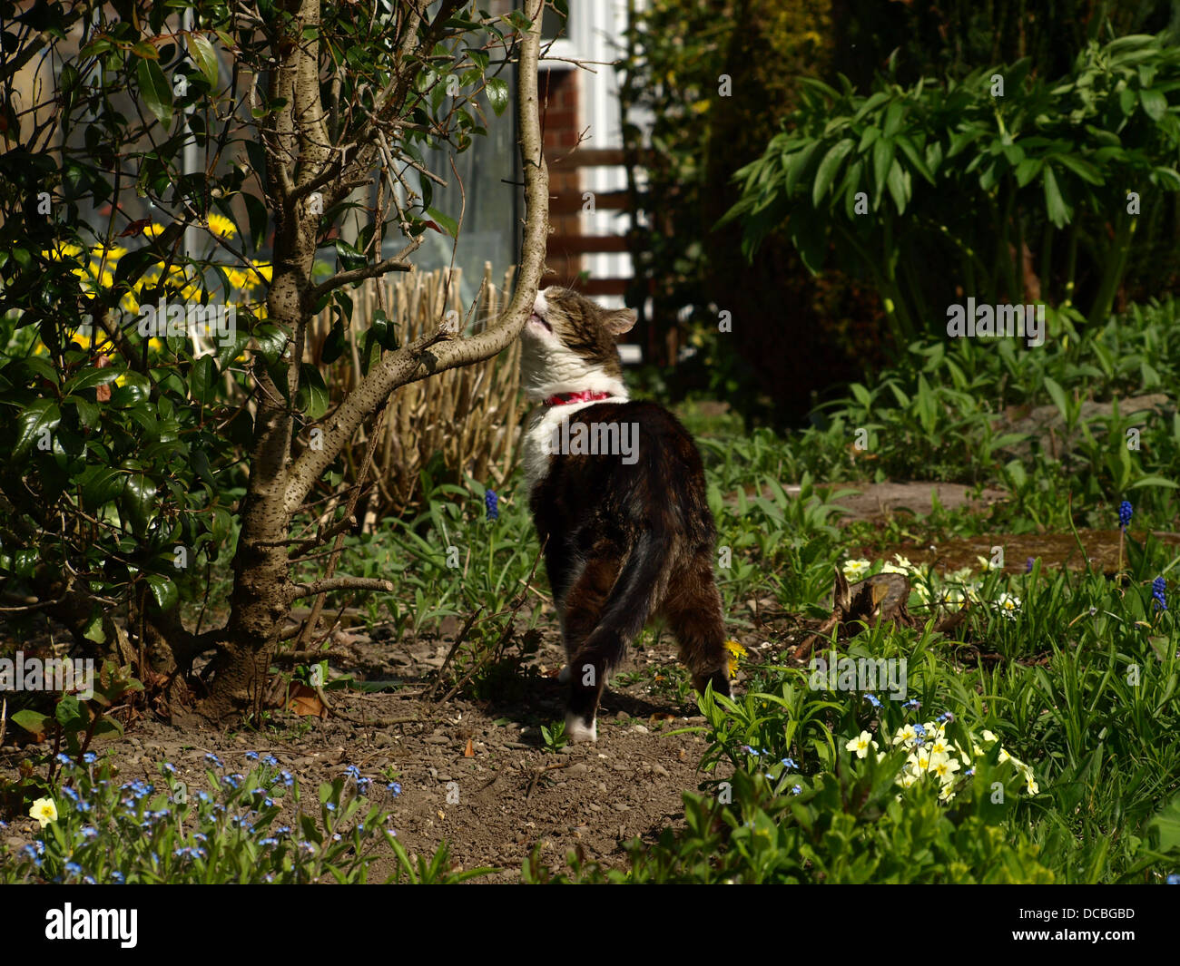 Smelling tree hi-res stock photography and images - Alamy
