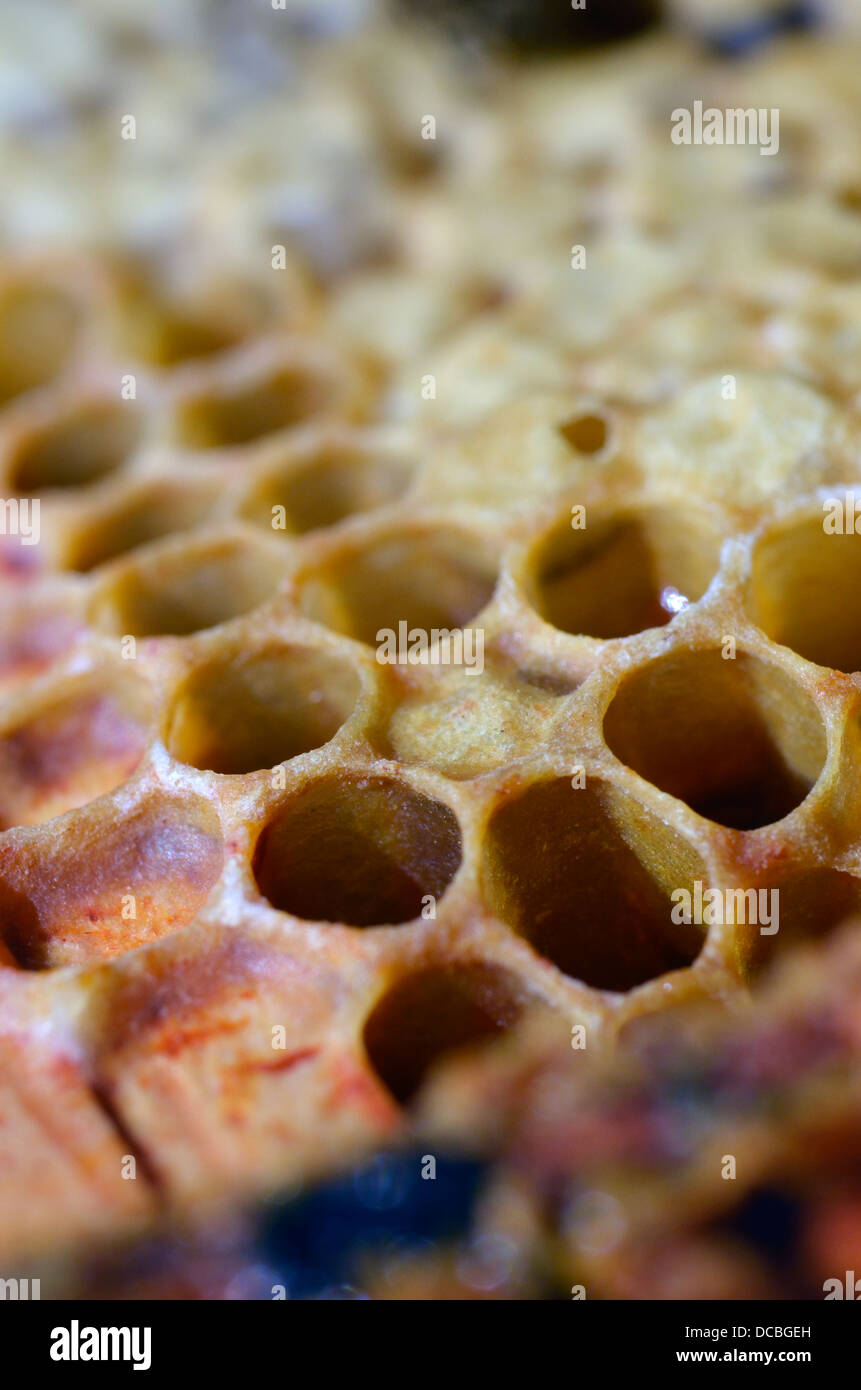 Capped honeycomb cells hi-res stock photography and images - Alamy