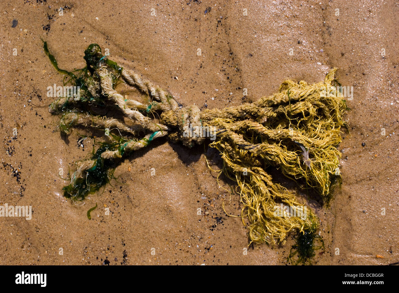 Knotted piece of rope in the shape of a bow washed up on the beach at ...