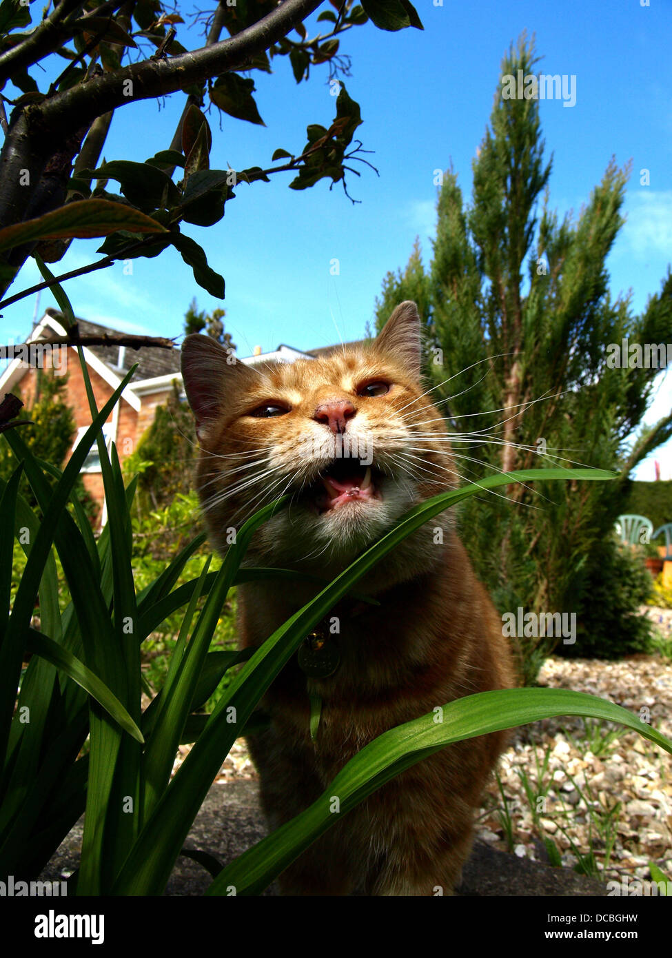Ginger bush hi-res stock photography and images - Alamy