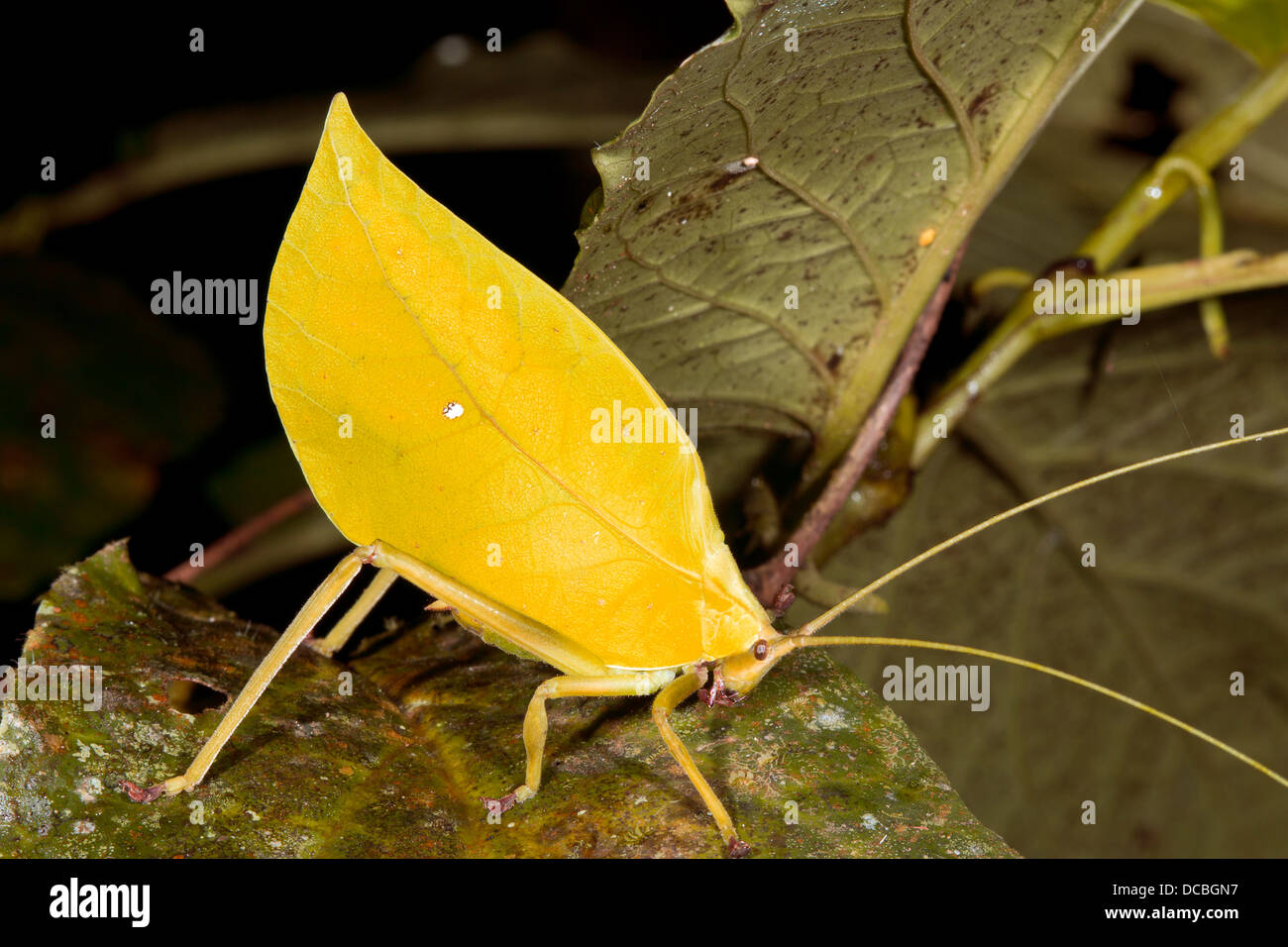 Leaf Mimic Katydid in the rainforest understory, Ecuador Stock Photo ...