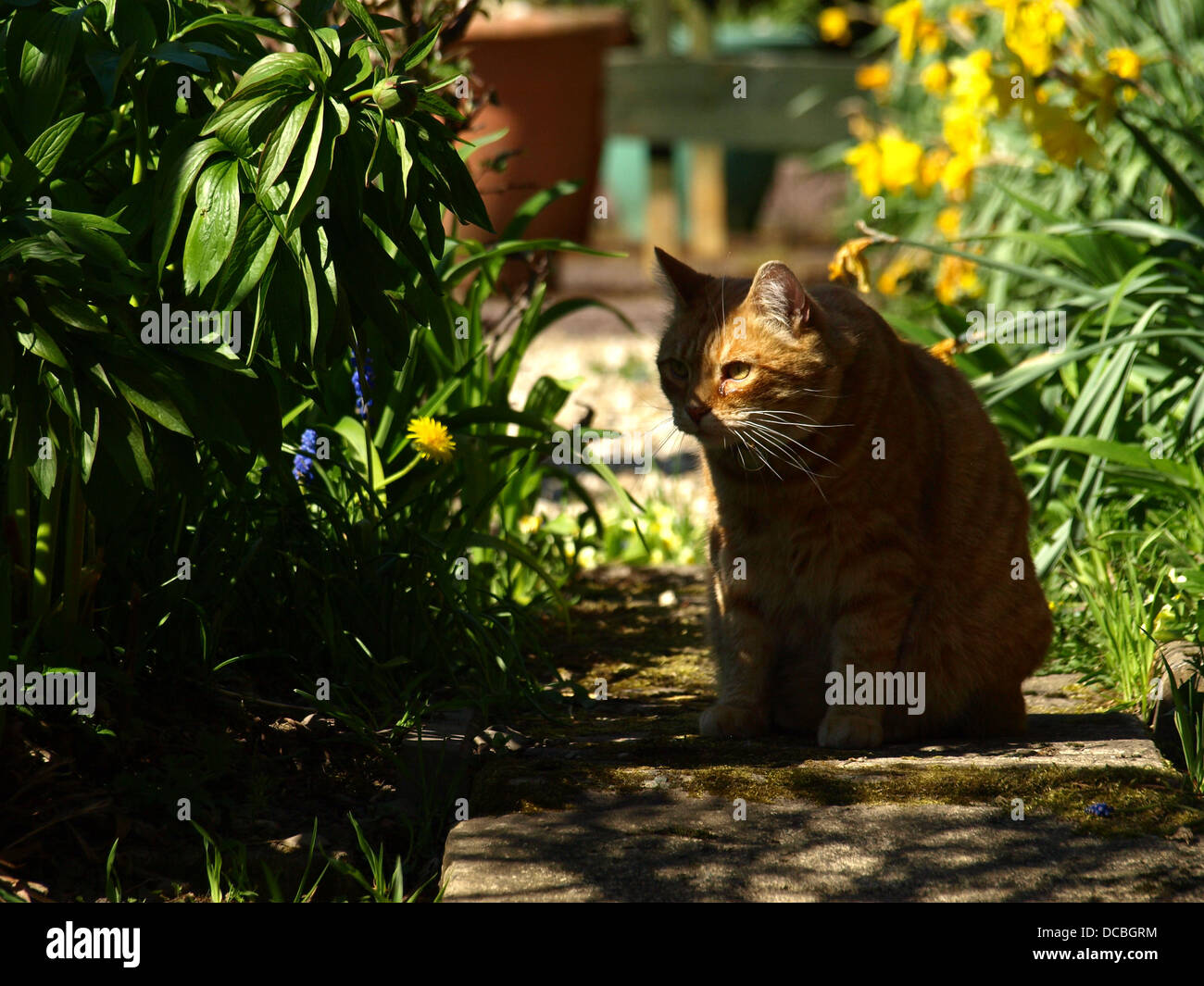 Peeping cat hi-res stock photography and images - Alamy