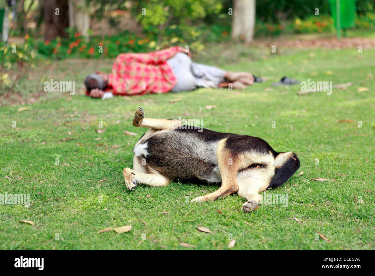 A dog and a man both take a nap in the park in New Delhi, India Stock ...