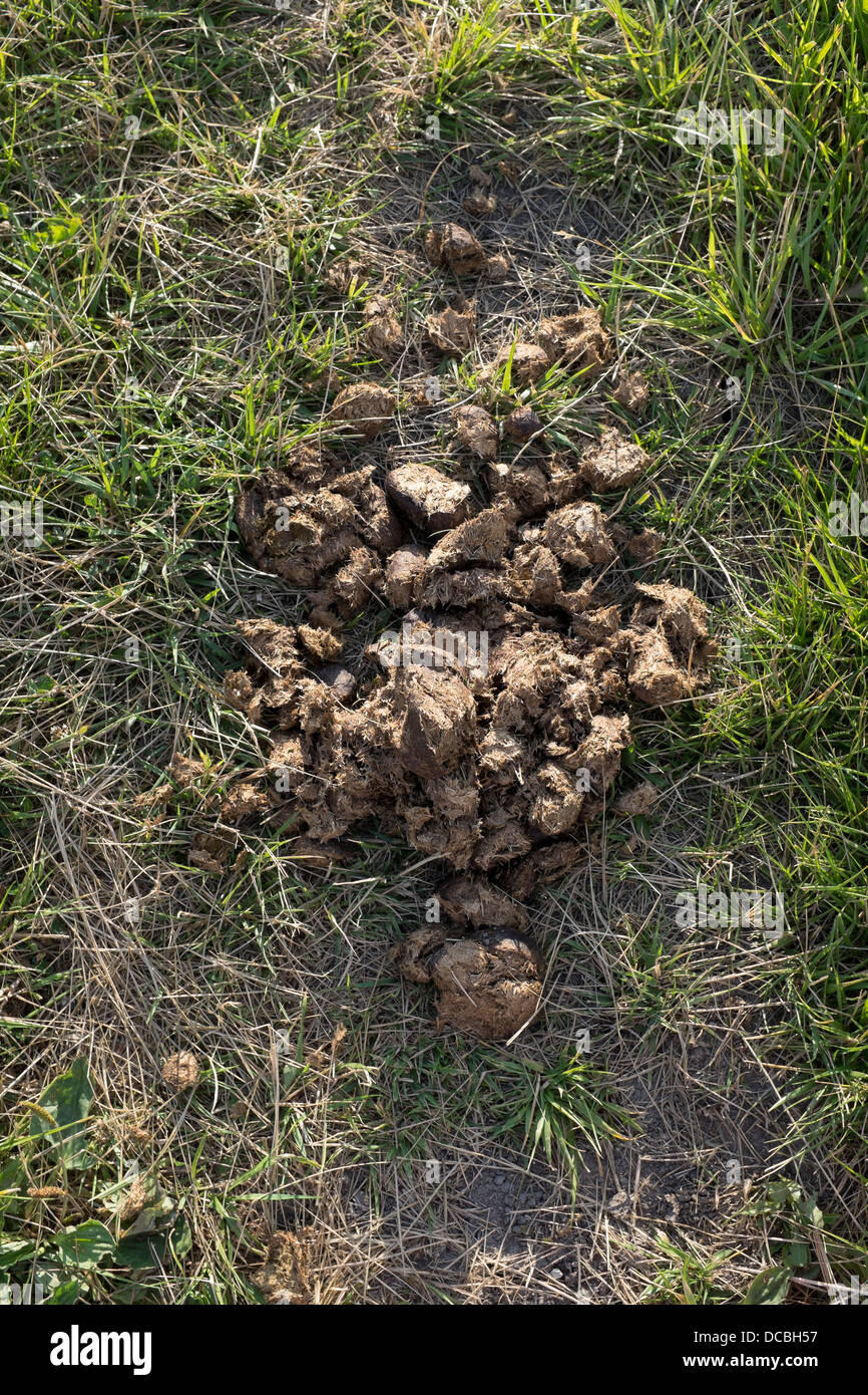 Manure dung hi-res stock photography and images - Alamy