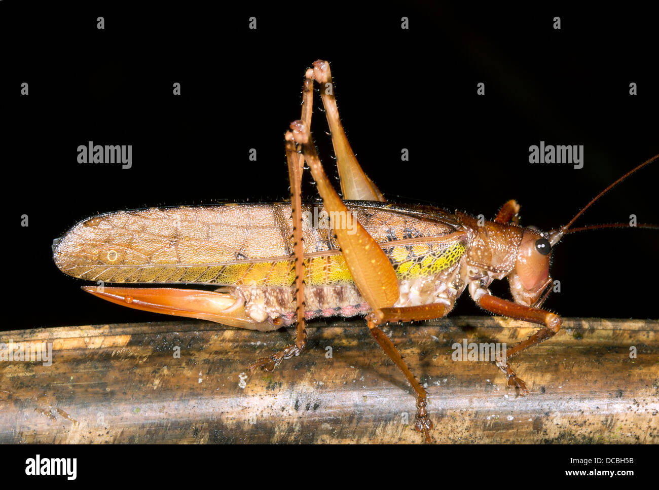 Female bush cricket with a large ovopositor, Ecuador Stock Photo - Alamy