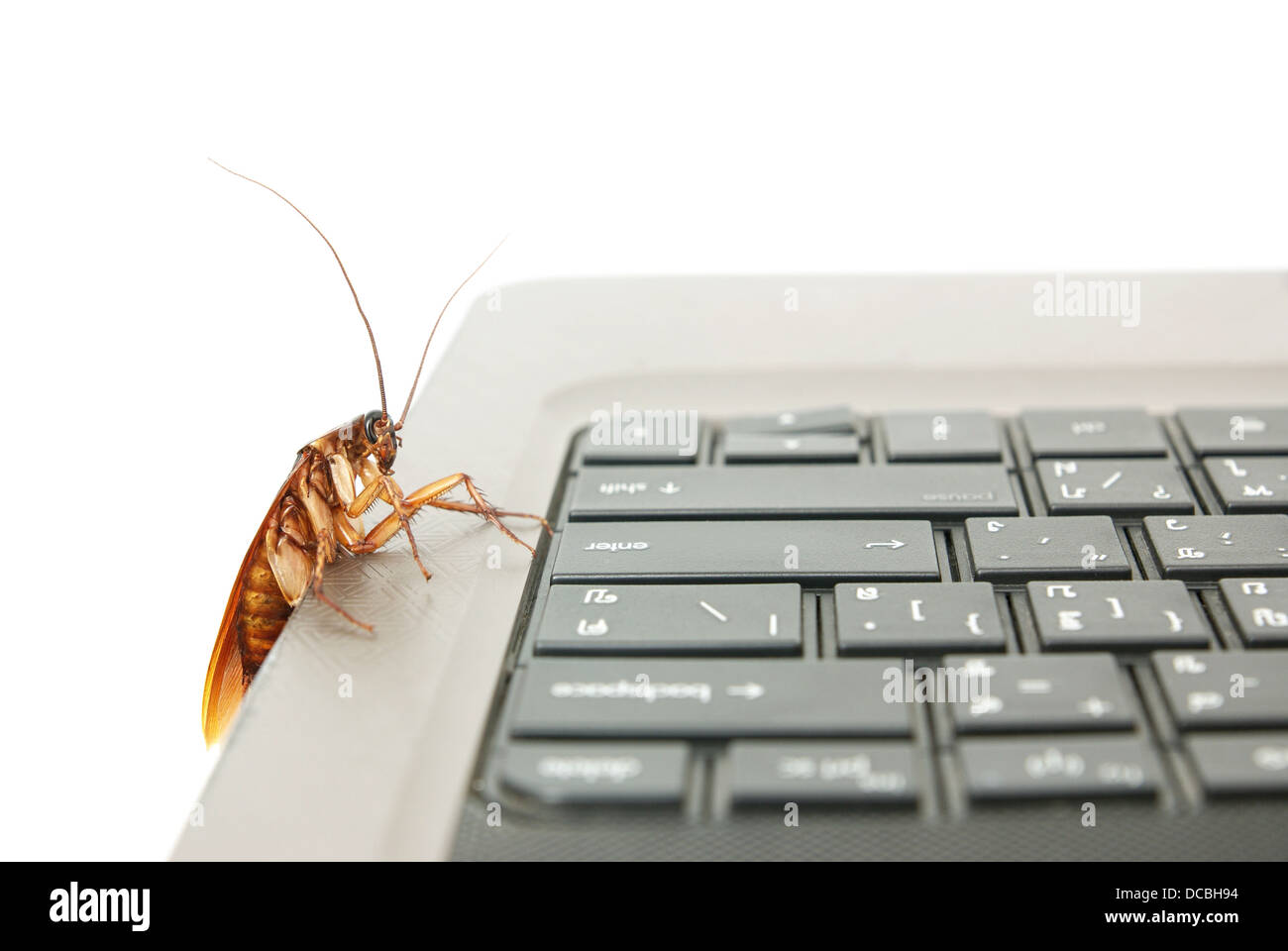 Cockroach climbing on keyboard to present about computer attacked from ...