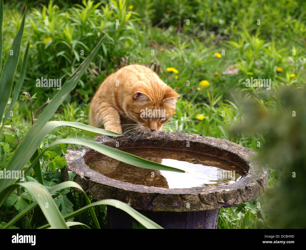 Marmalade Cat High Resolution Stock Photography and Images - Alamy