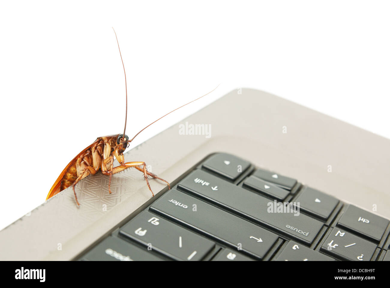 Cockroach climbing on keyboard to present about computer attacked from ...
