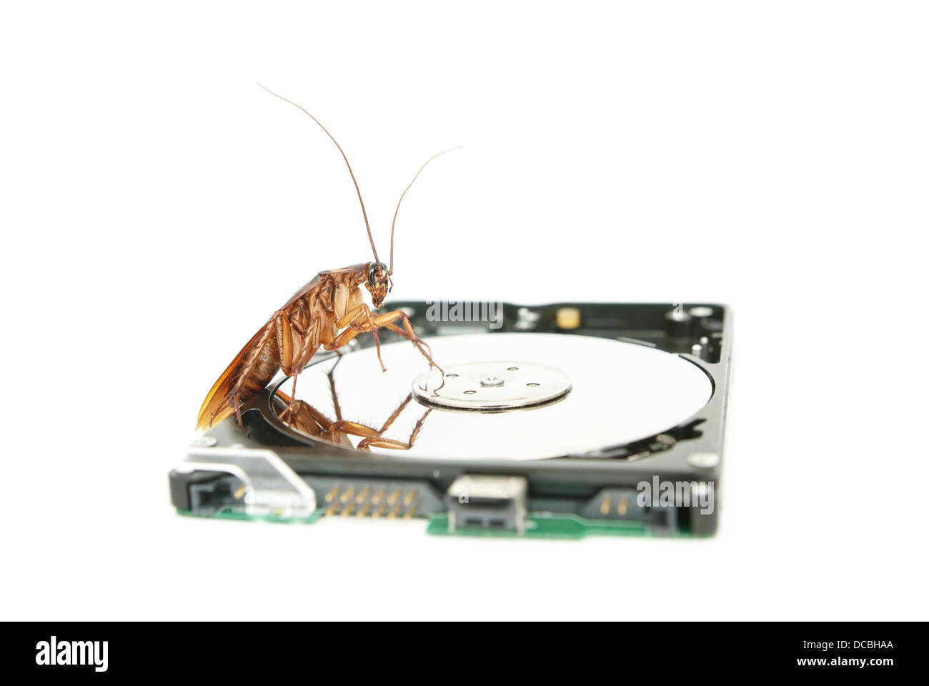 Cockroach climbing on hard disk drive to present about computer ...