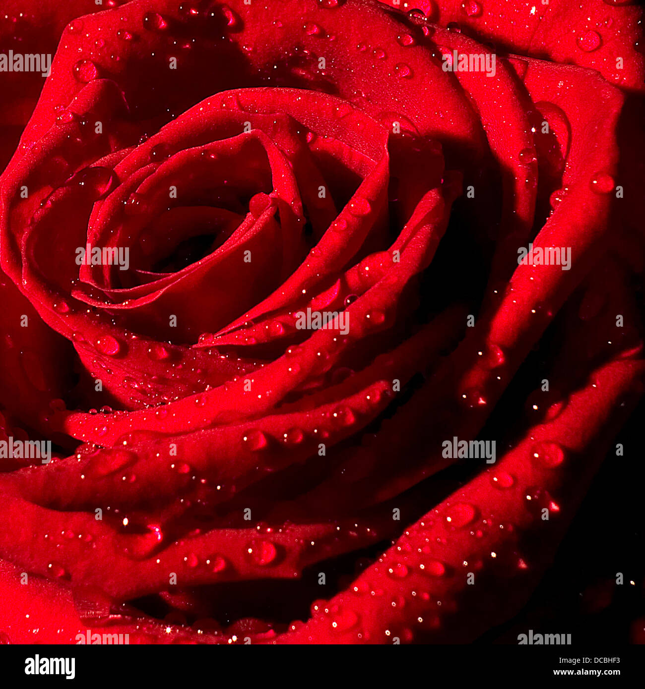 Rose rot hi-res stock photography and images - Alamy