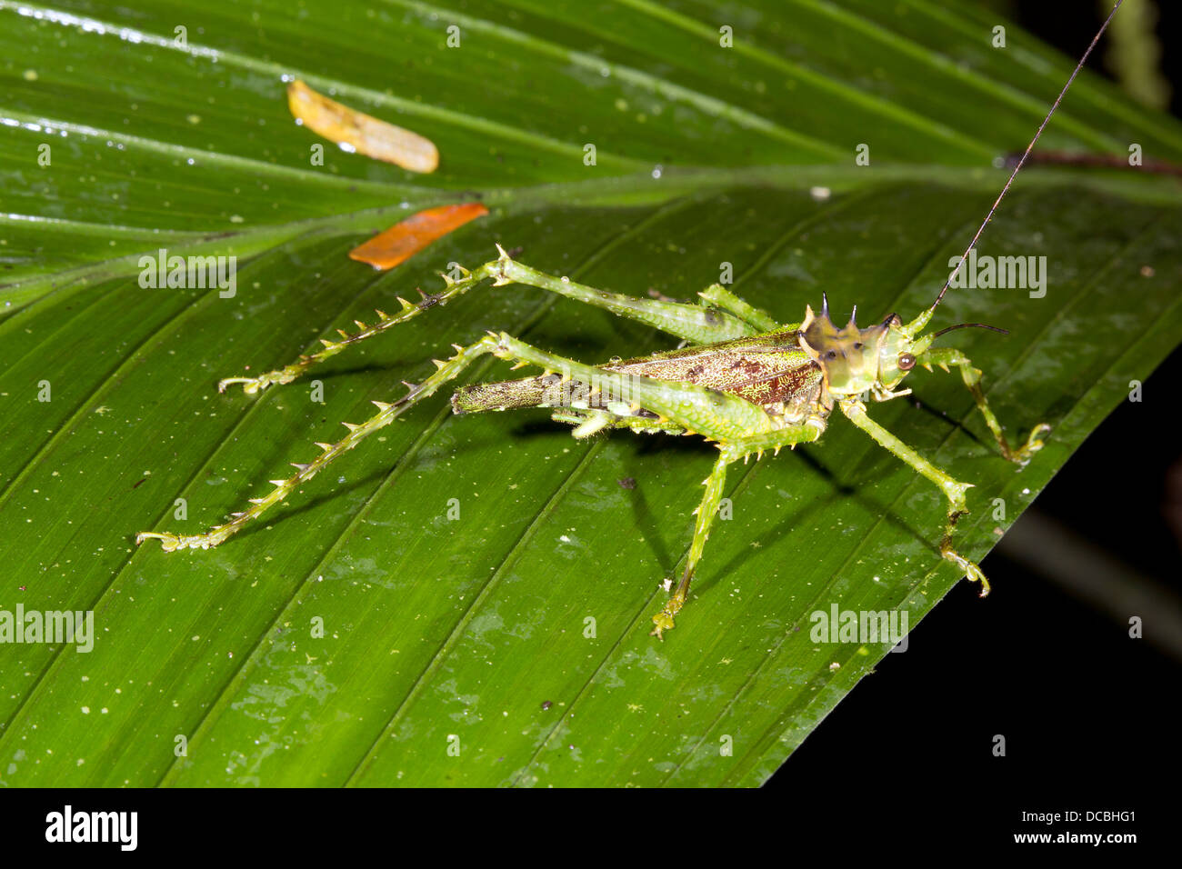 Green cricket insect hi-res stock photography and images - Alamy