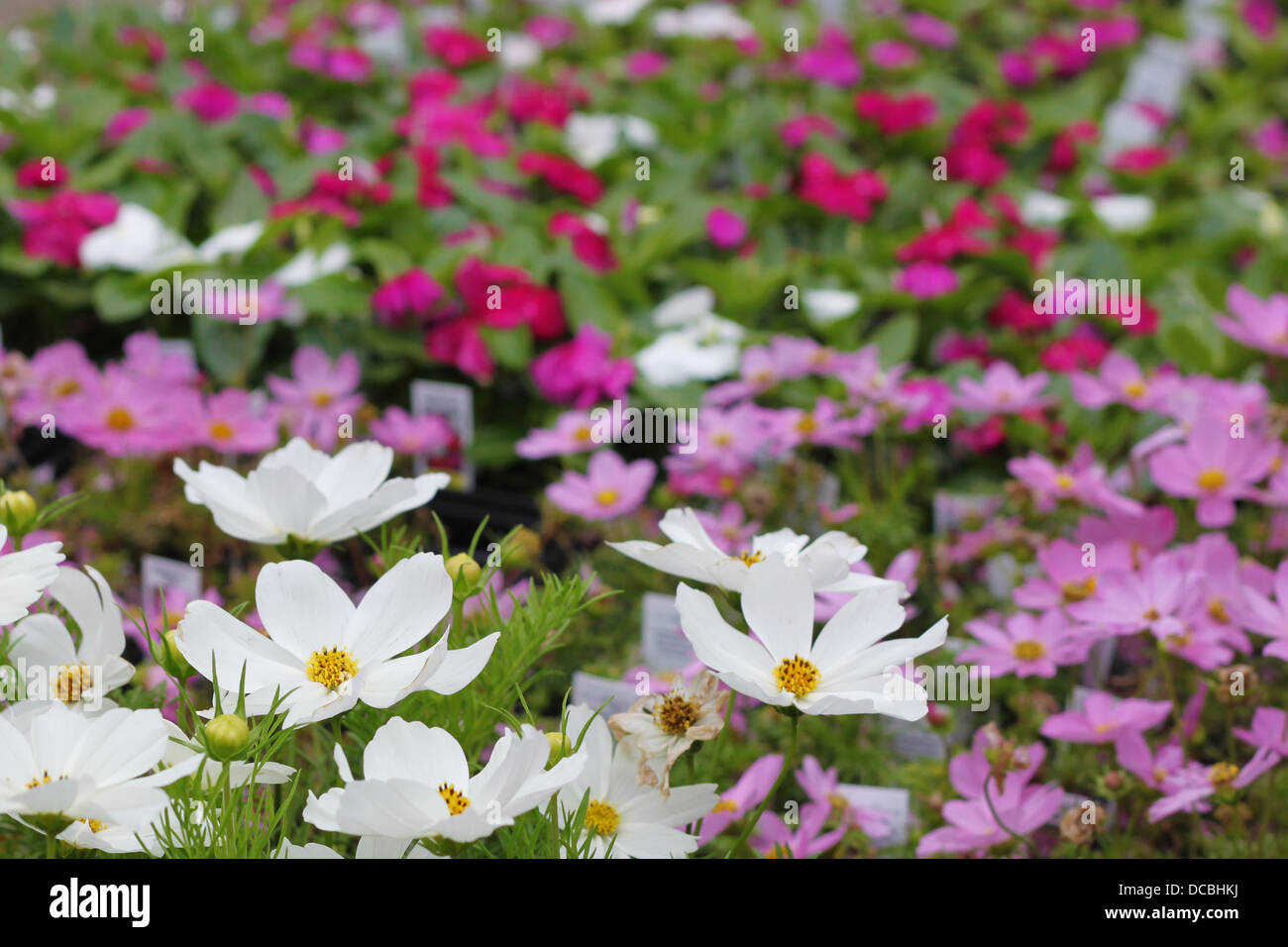 Flower Array Stock Photos & Flower Array Stock Images - Alamy