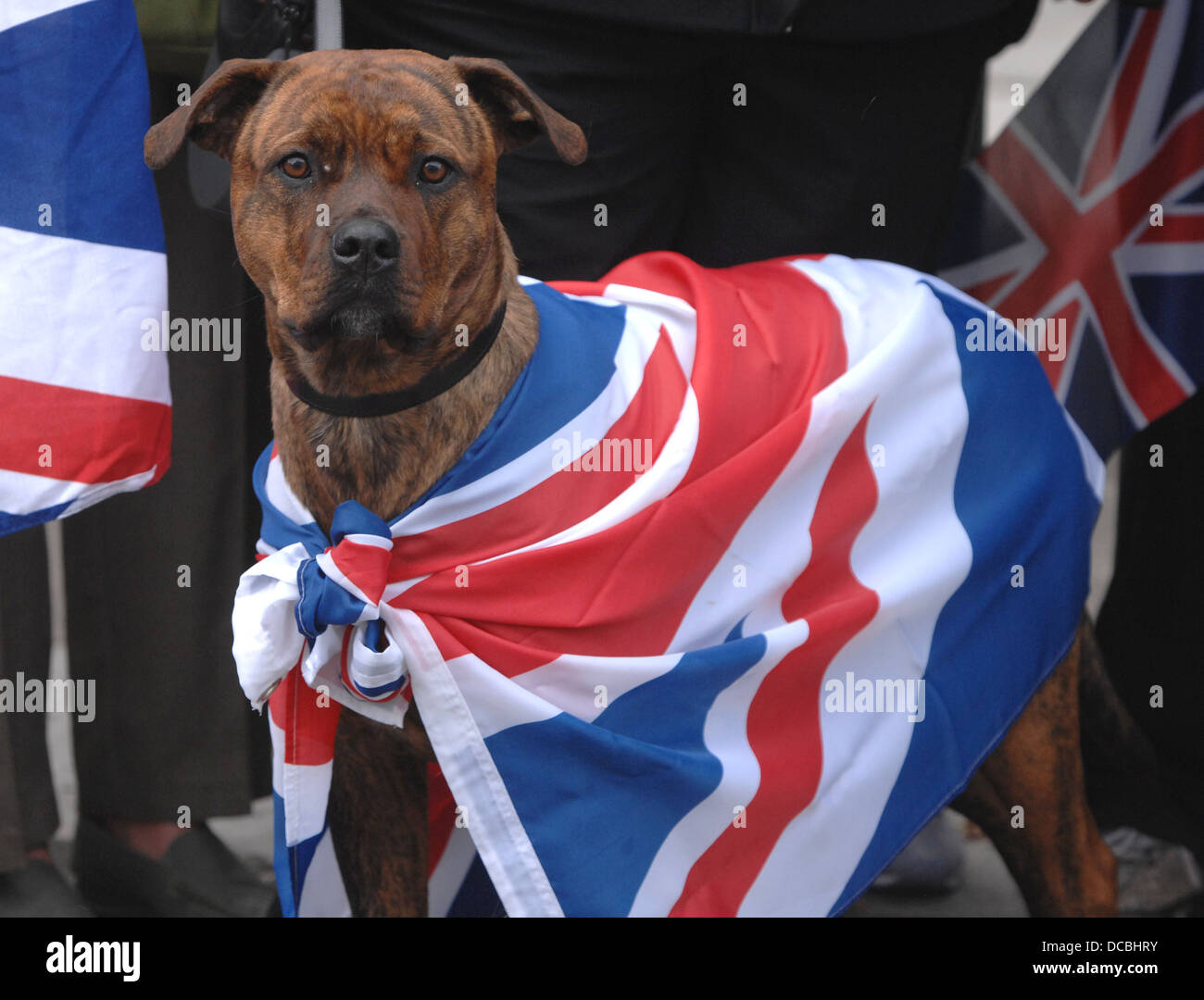A dog supporting our troops whilst wearing a Union Jack Stock Photo - Alamy