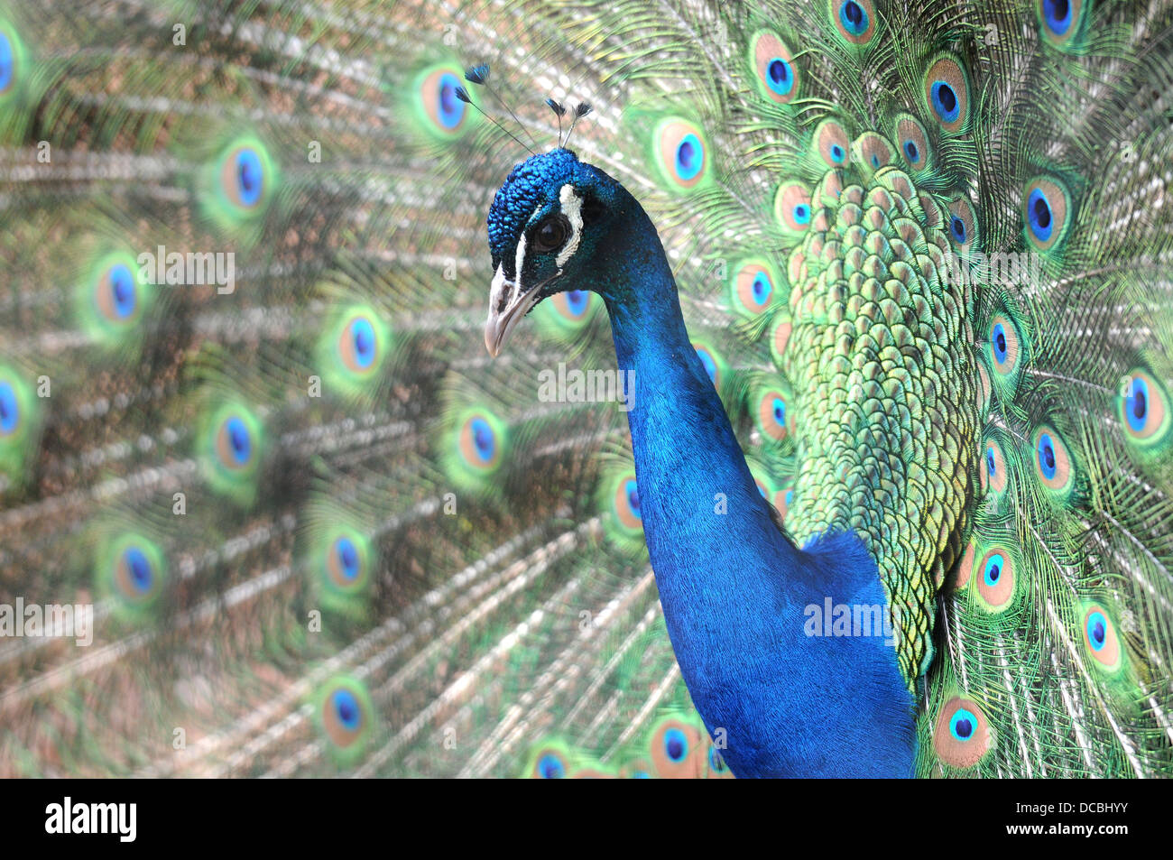 A peacock proudly displaying its feathers at paignton Zoo ,Devon,UK ...