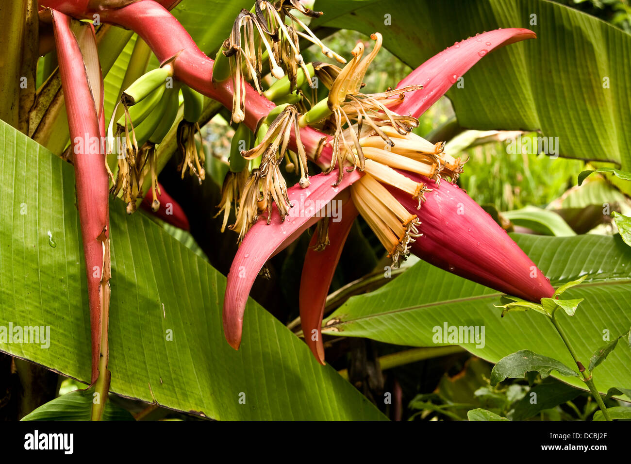 Banana fruit tropical dundee gardens hi-res stock photography and ...