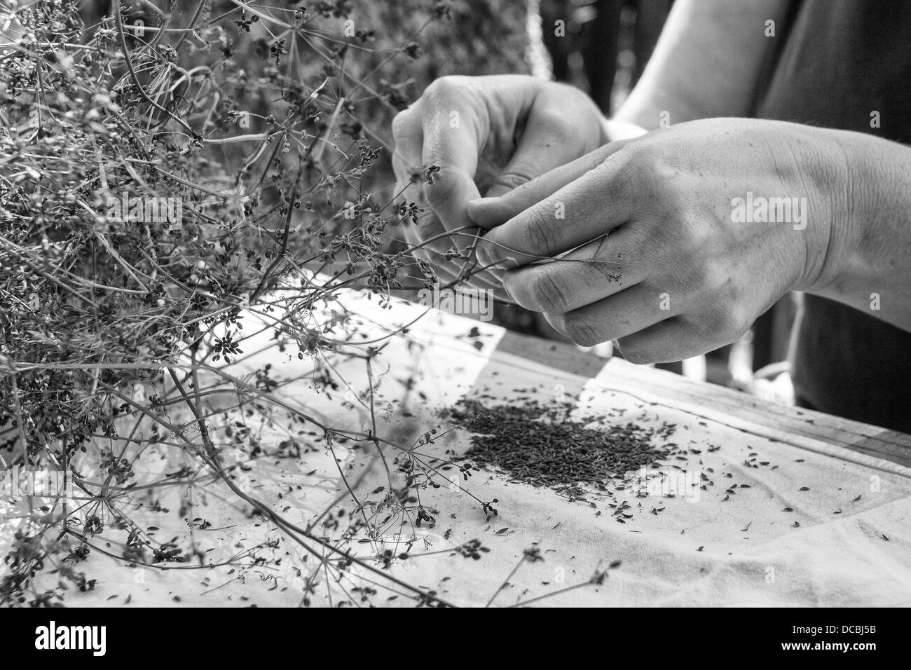 Skillful hands pickup cumin seed from caraway Stock Photo - Alamy