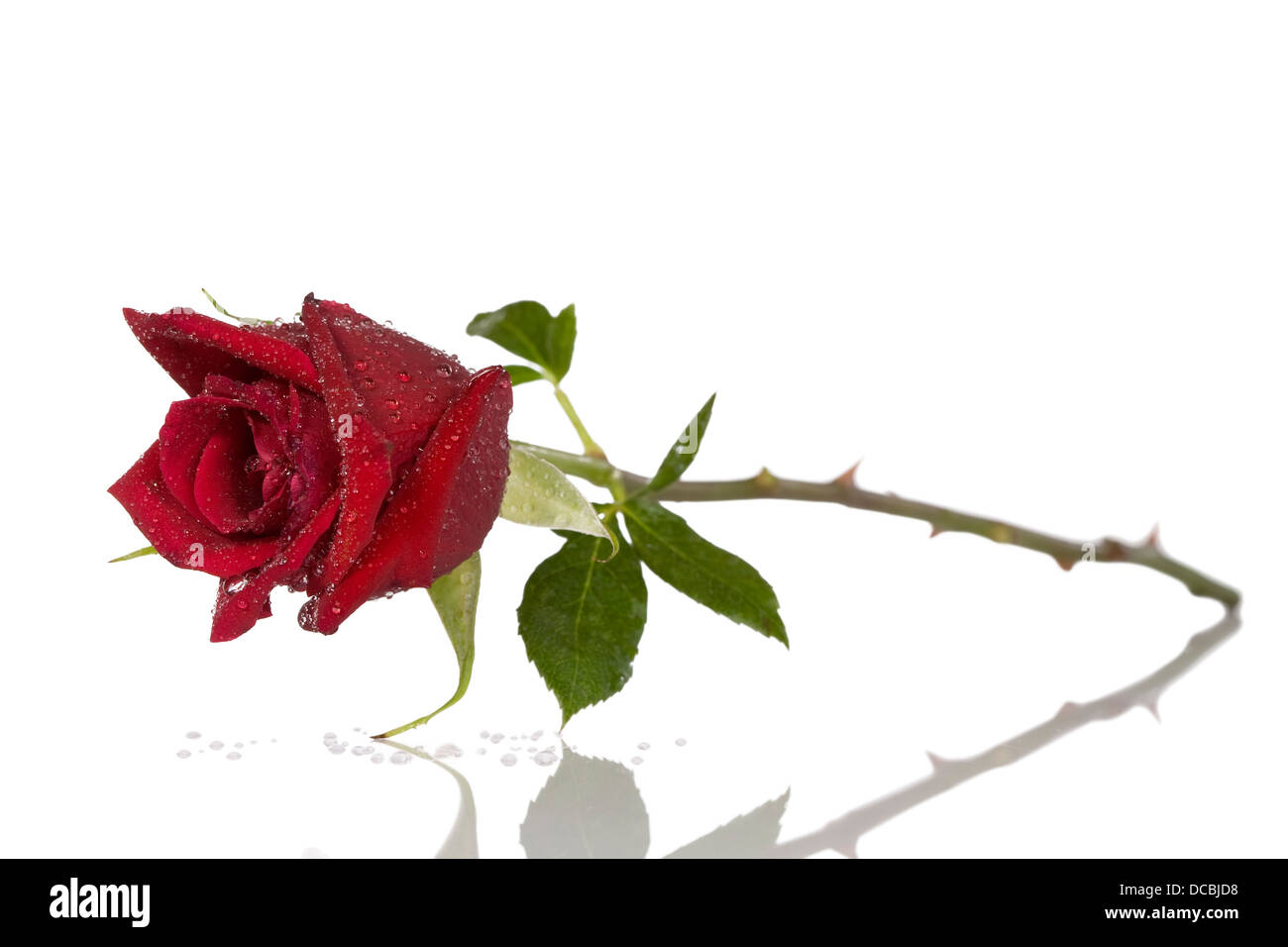 Single beautiful red rose isolated on white Stock Photo - Alamy