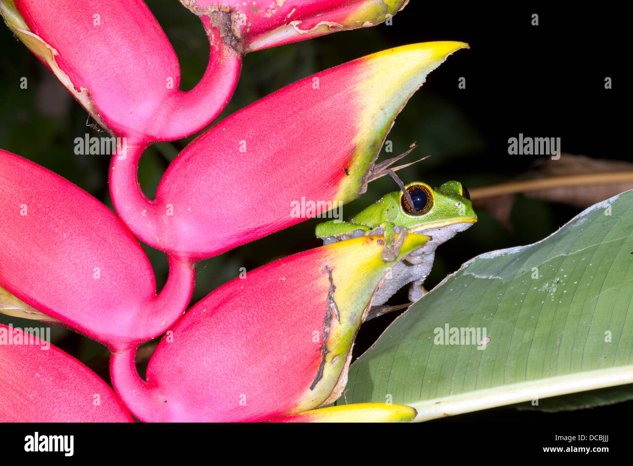 Tarsier Monkey Frog (Phyllomedusa tarsius) behind a Heliconia Stock ...