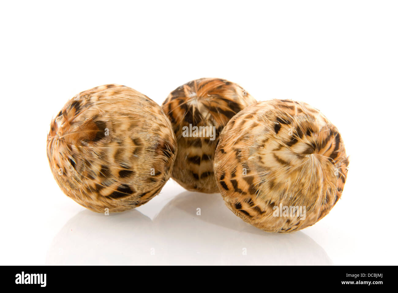 Feathers not on bird hi-res stock photography and images - Alamy