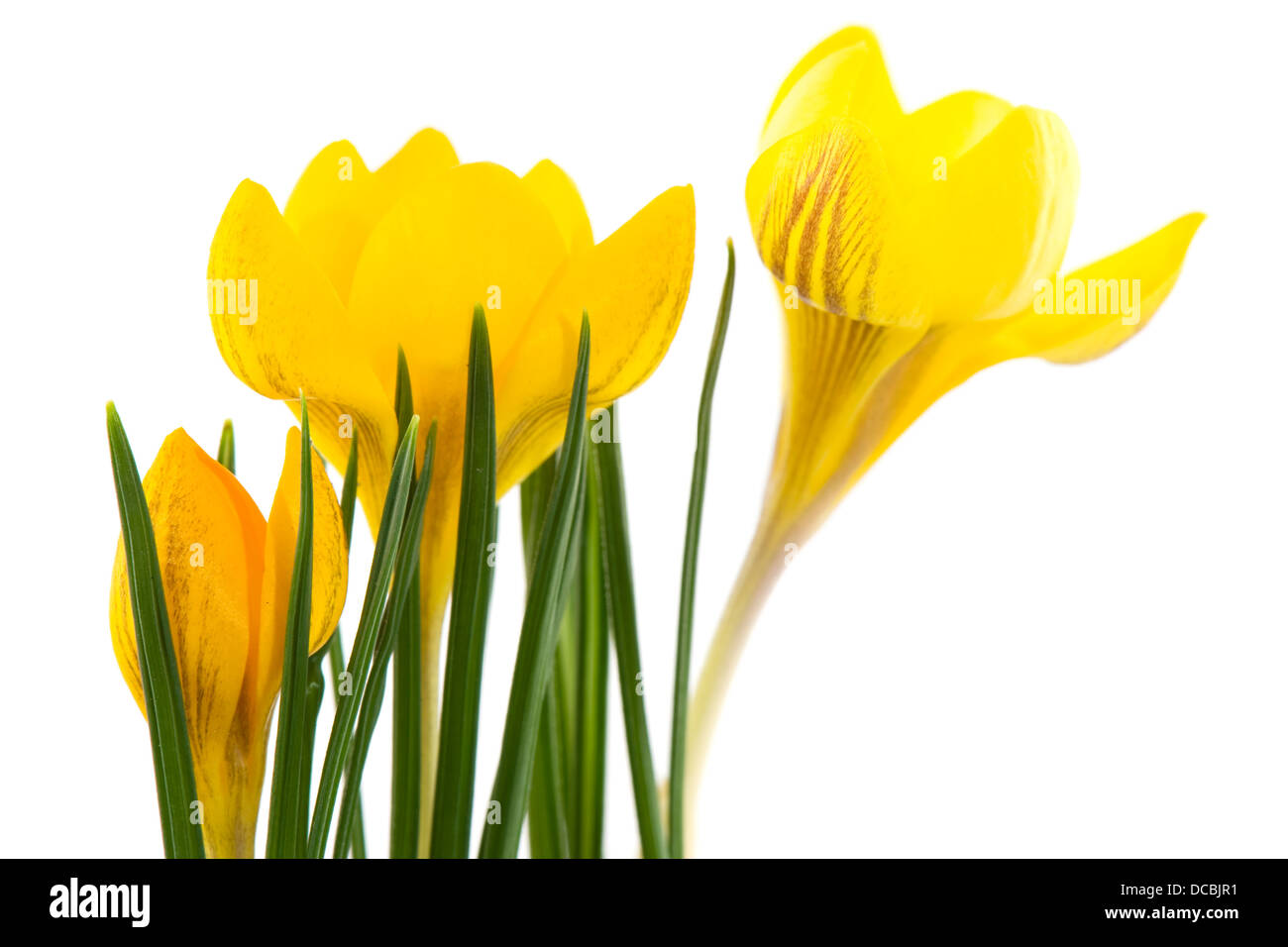 Yellow crocus flowers hi-res stock photography and images - Alamy