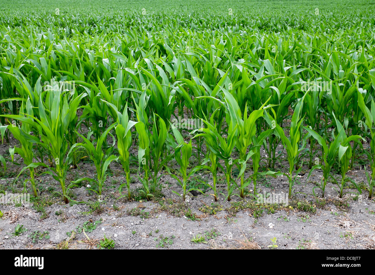Corn field with farm hi-res stock photography and images - Alamy
