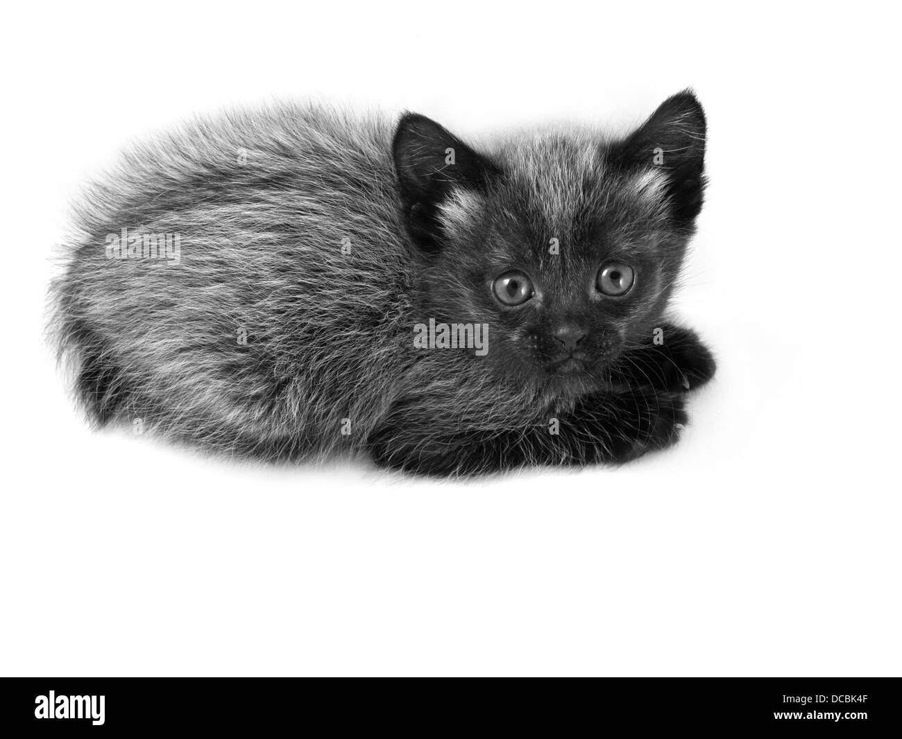 To small jacket Black and White Stock Photos & Images - Alamy