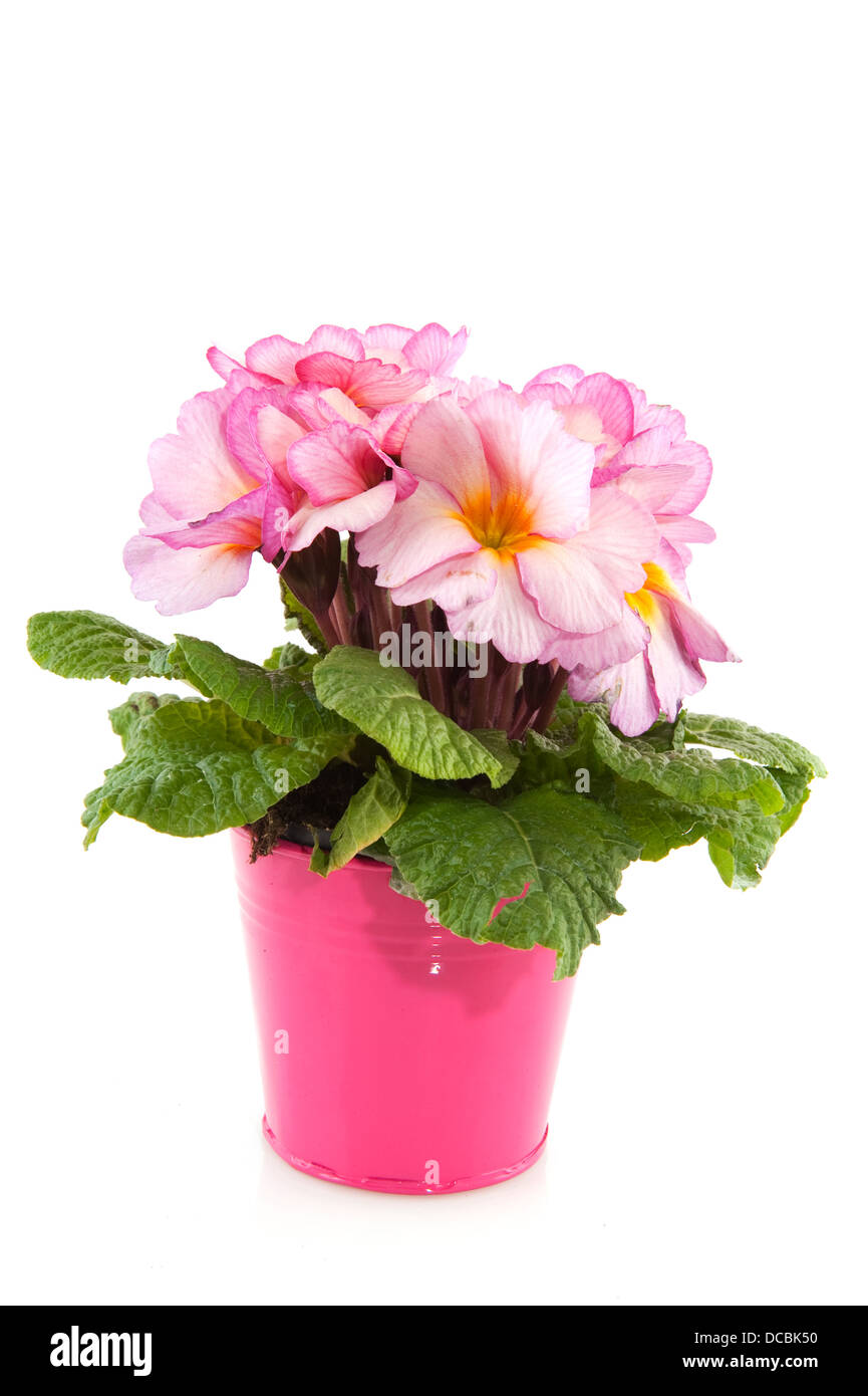 Pink Primula High Resolution Stock Photography and Images - Alamy