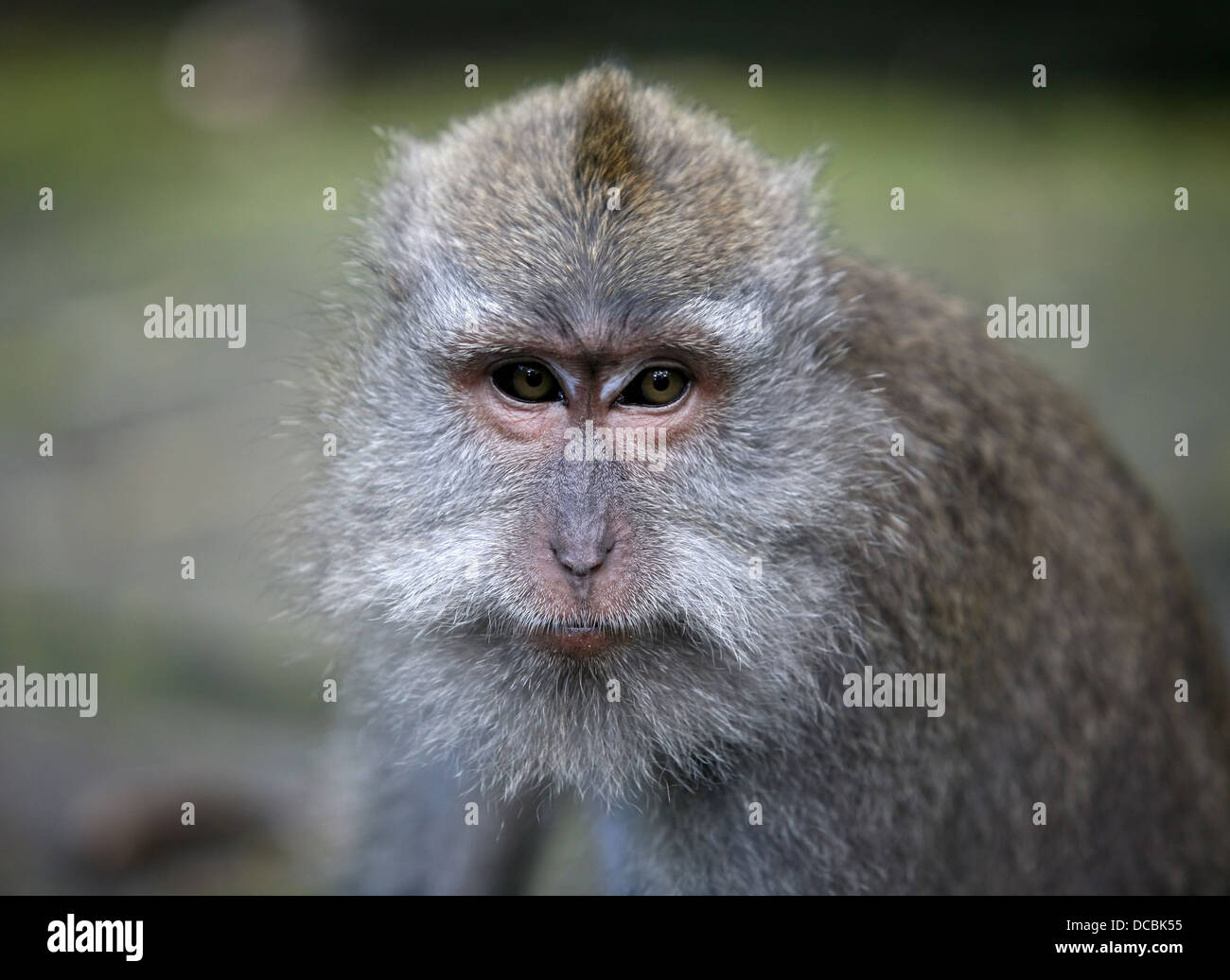 Animal grimace hi-res stock photography and images - Alamy