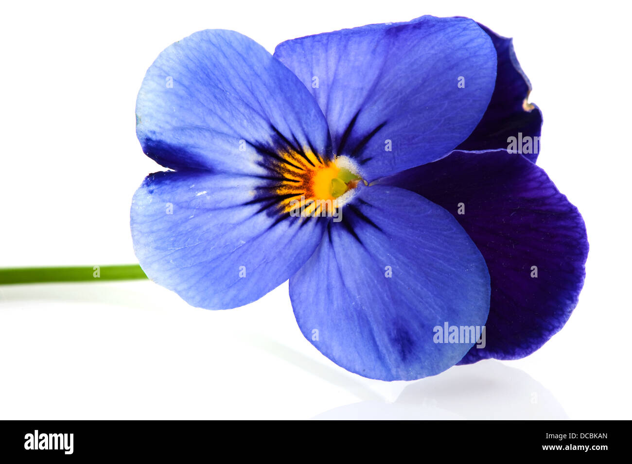 Viola garden Cut Out Stock Images & Pictures - Alamy