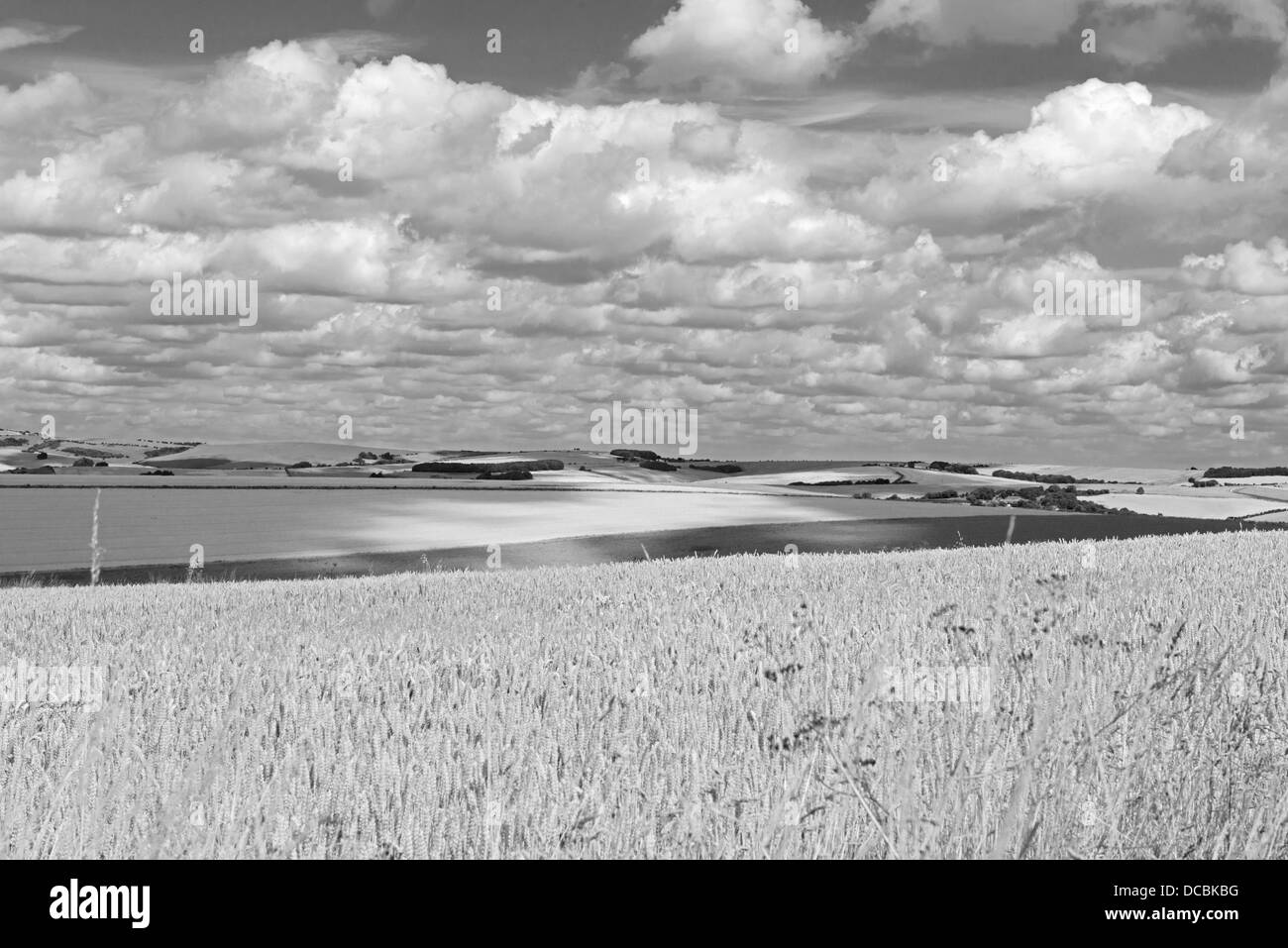 A Landscape View Of The South Downs Way, Brighton, East Sussex, England ...