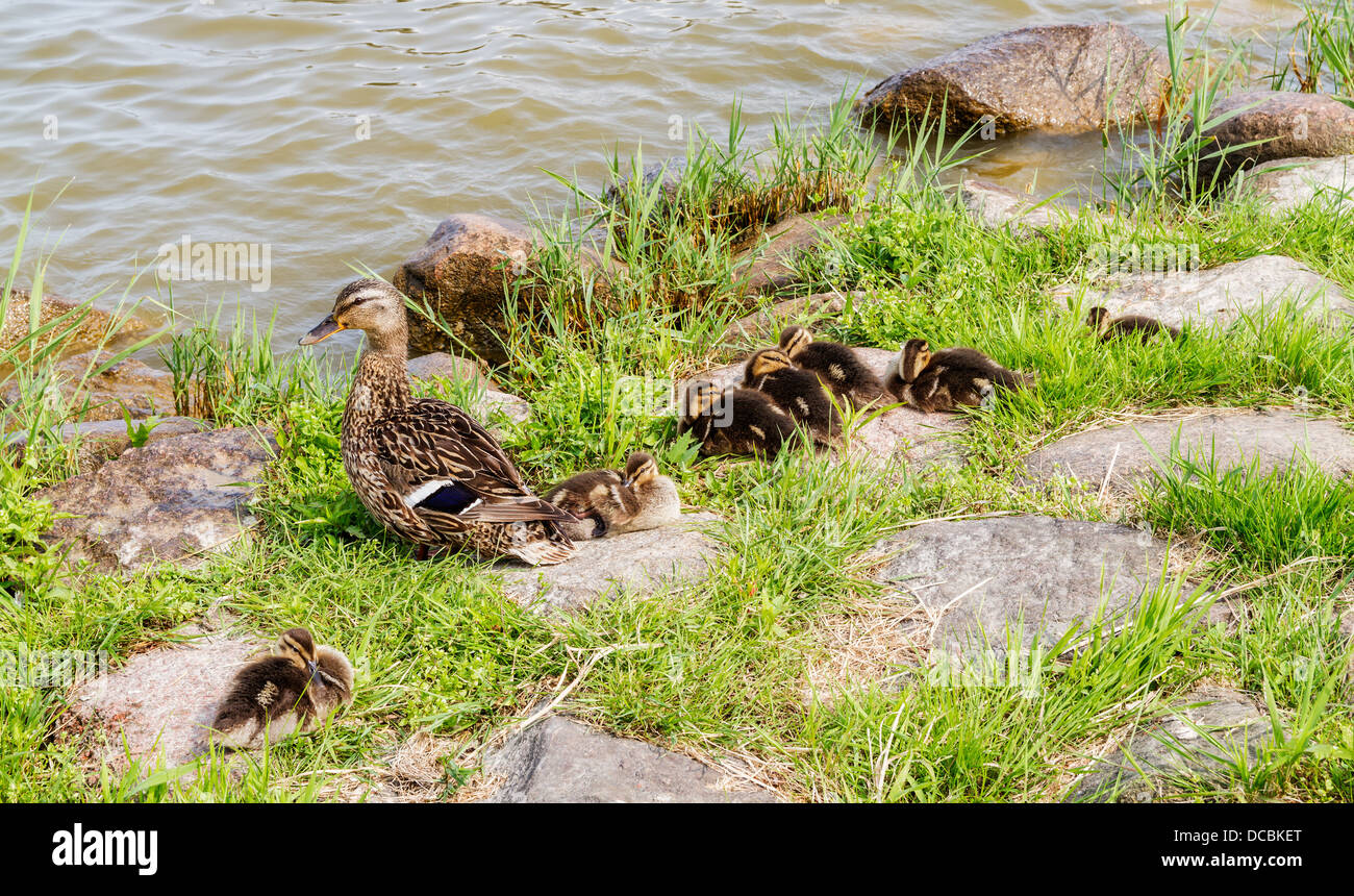 duck and seven ducklings on the banks of a summer day Stock Photo - Alamy