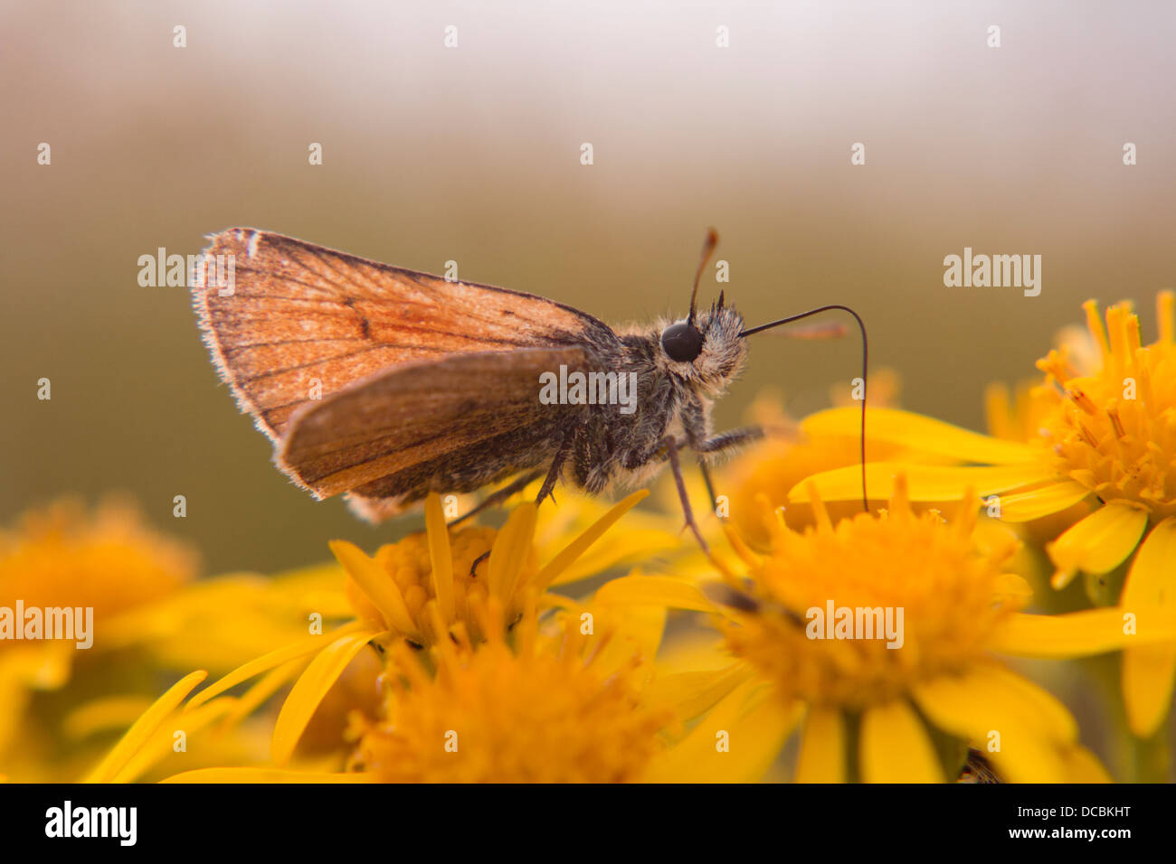 Hazy yellow hi-res stock photography and images - Alamy