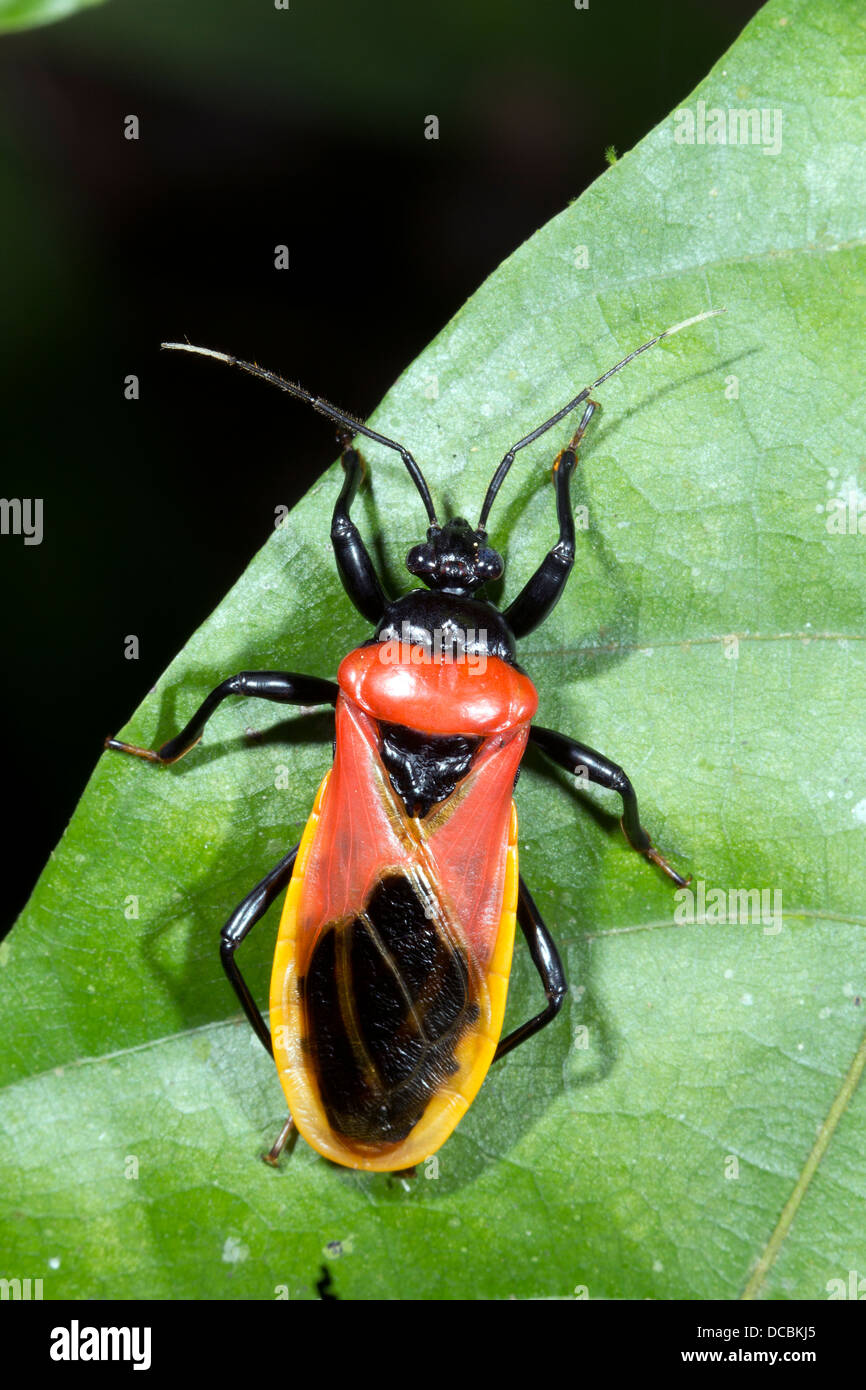 A brightly coloured assassin bug (family Reduviidae) in the rainforest ...
