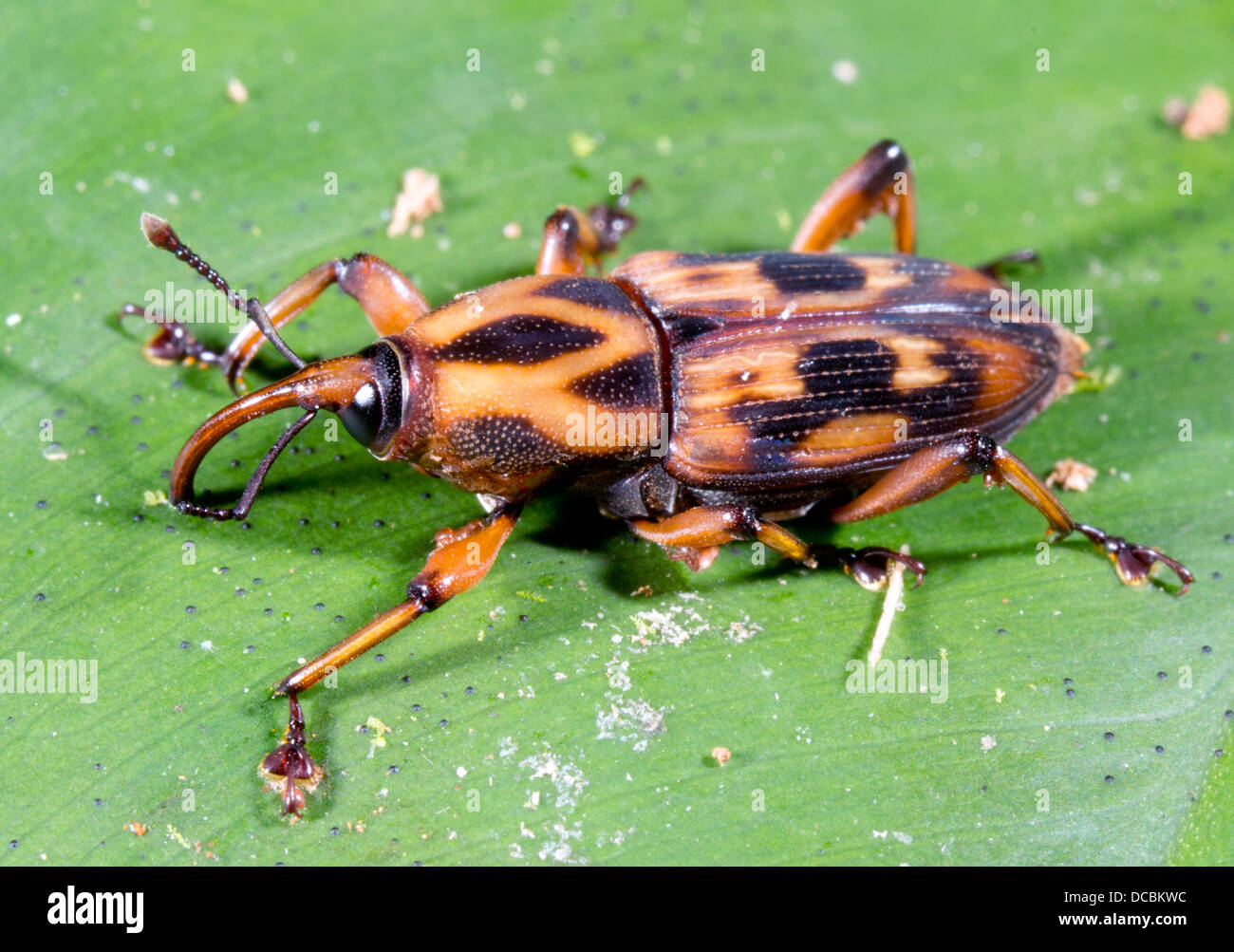Weevil (a beelle i the family Curculionidae) on a rainforest leaf ...