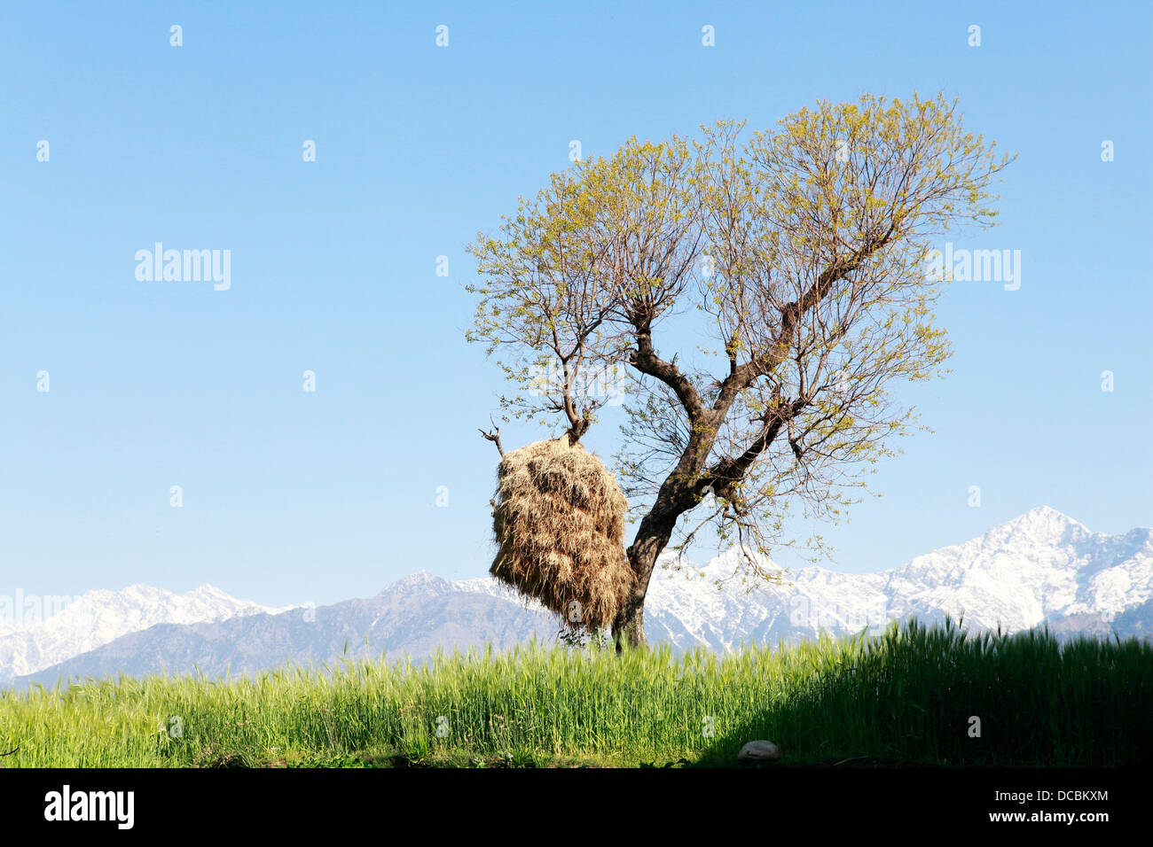 A tree stands with a bail of hay in it's branches. The snow capped ...