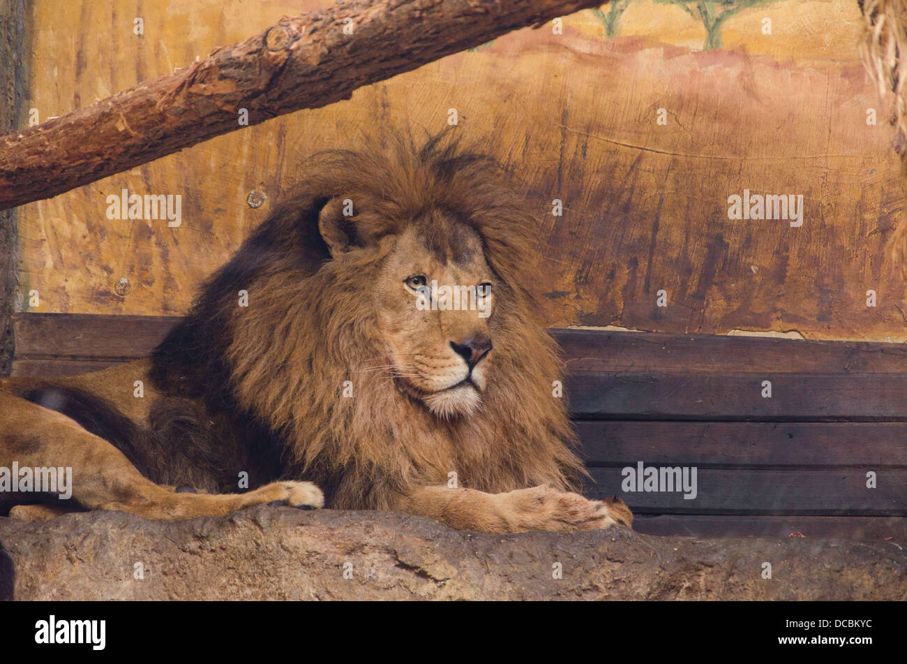 Lion nature ZOO Stock Photo - Alamy
