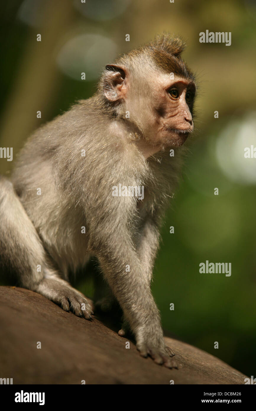 Portrait of the monkey Stock Photo - Alamy