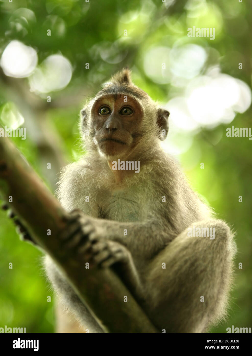 Child of monkeys Stock Photo - Alamy