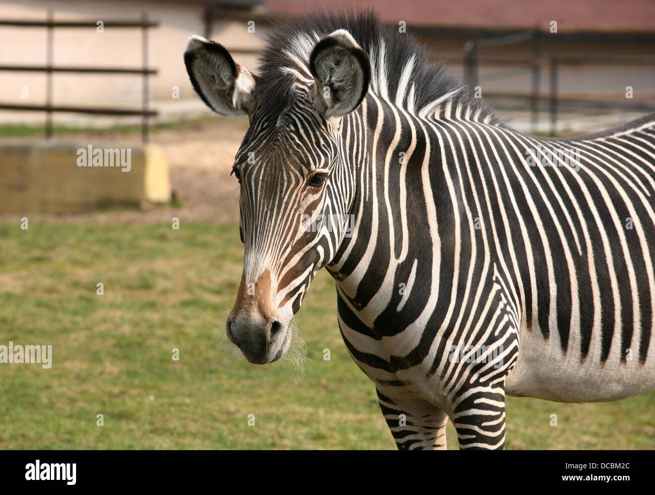 Sad Zebra High Resolution Stock Photography and Images - Alamy